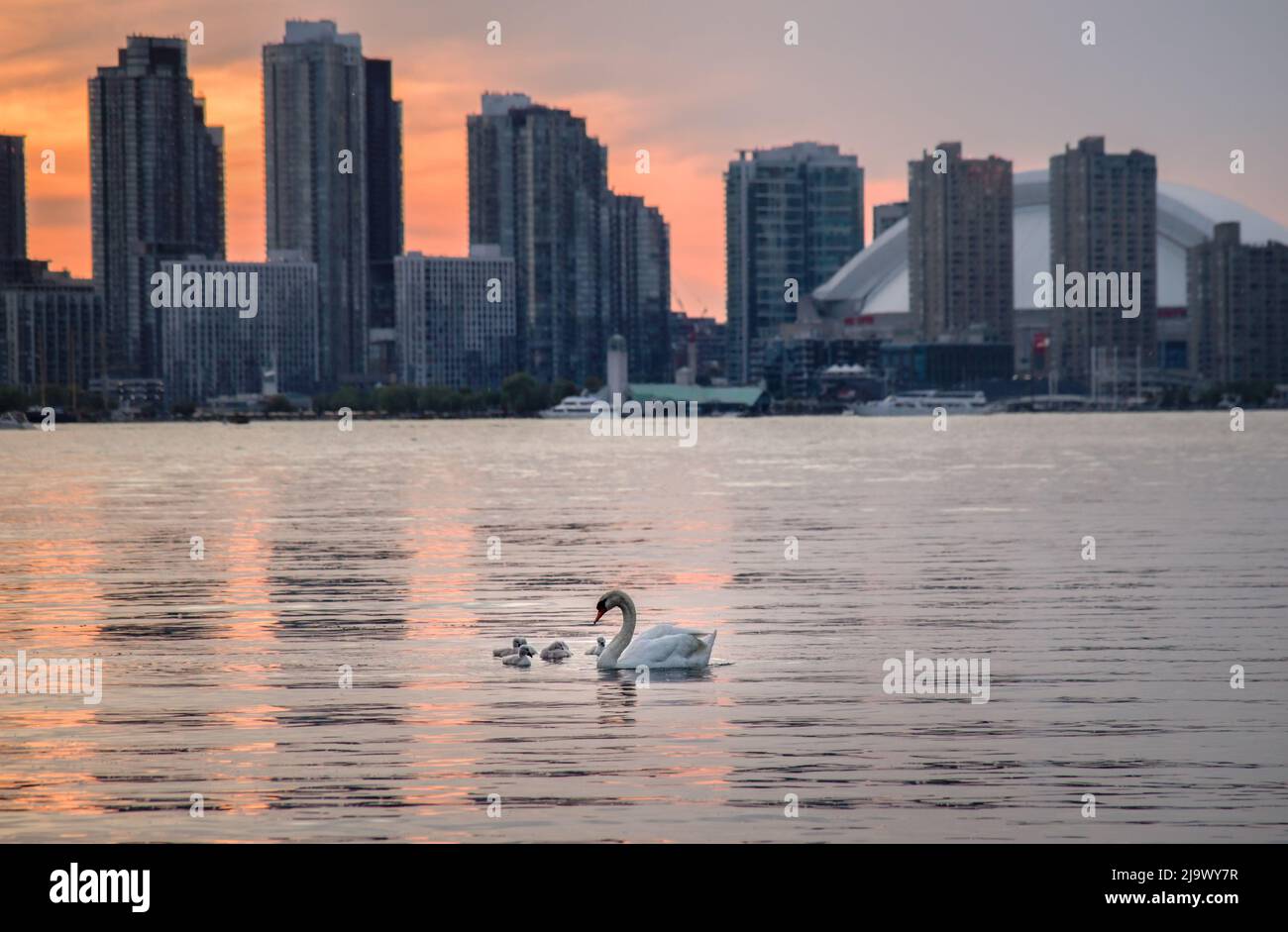View of toronto city from cn tower at night hi-res stock photography ...
