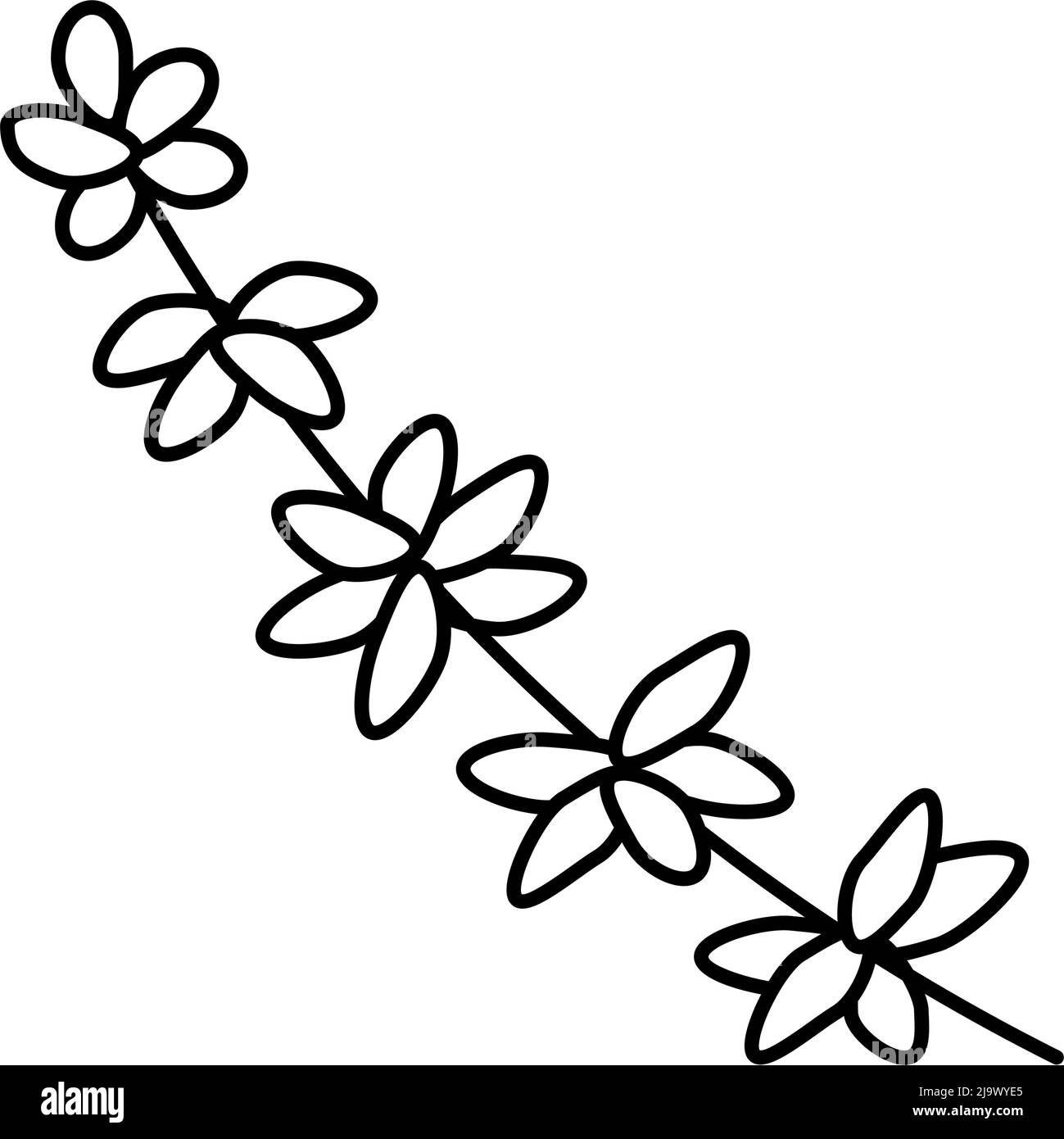 thyme branch line icon vector illustration Stock Vector Image & Art - Alamy