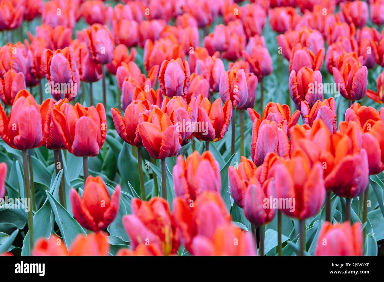 Red flower of tulip sort Parrot Rococo. Hybrids of tulips - a beautiful ...