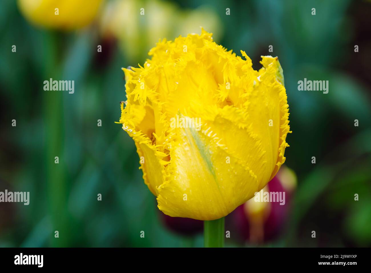 Yellow terry tulip flower, close up. Fringed Tulip blossom with frayed ...