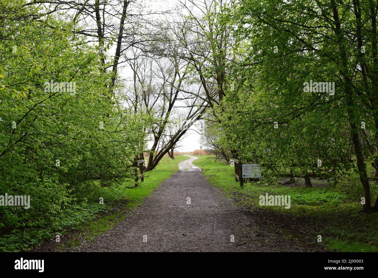 forest trail path green spring forest Stock Photo - Alamy