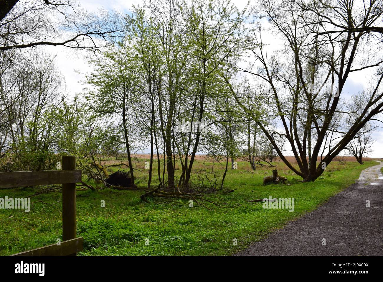 forest trail path green spring forest Stock Photo - Alamy