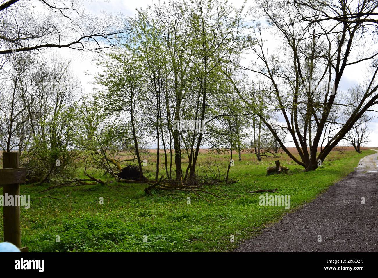 forest trail path green spring forest Stock Photo - Alamy