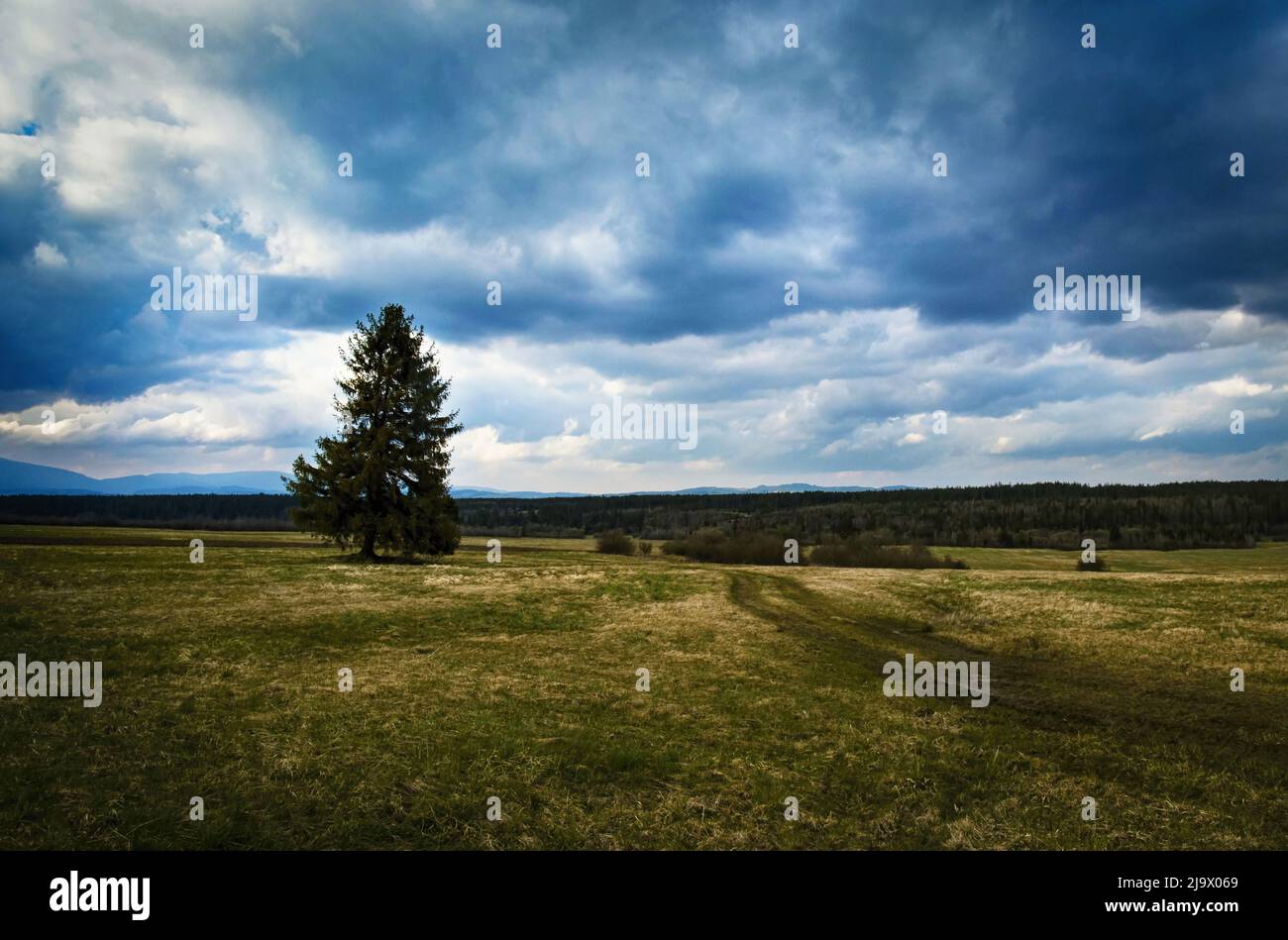 background gloomy autumn landscape with tree Stock Photo - Alamy