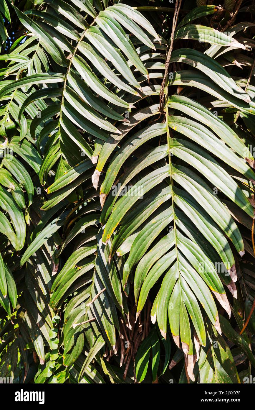 tropical leaf texture in set Stock Photo - Alamy