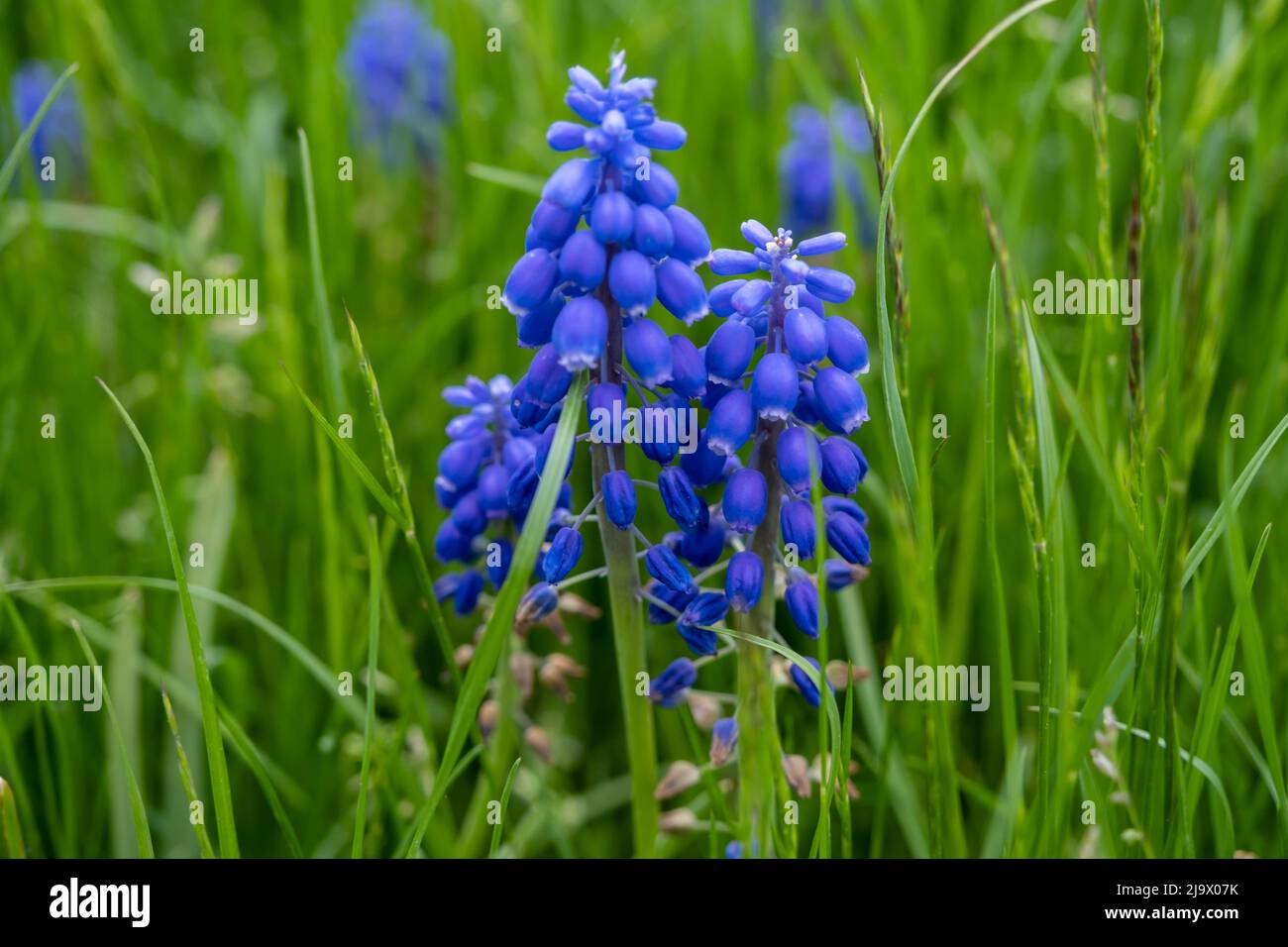 Blue spring flowers grape hyacinth in garden Stock Photo - Alamy