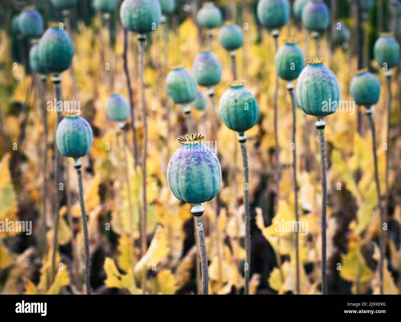 nature seasonal background grey poppy field Stock Photo - Alamy