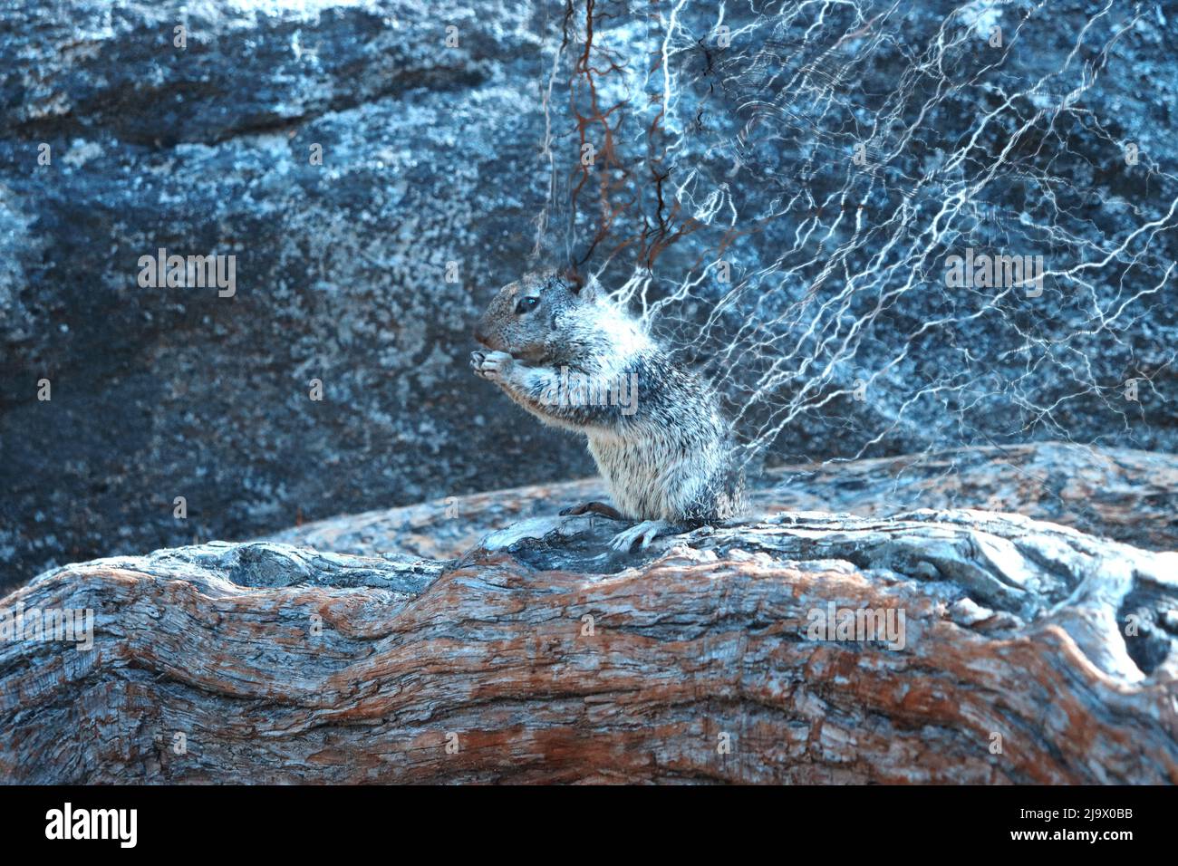 Lightning dispersion of a squirrel in Yosemite, California Stock Photo ...