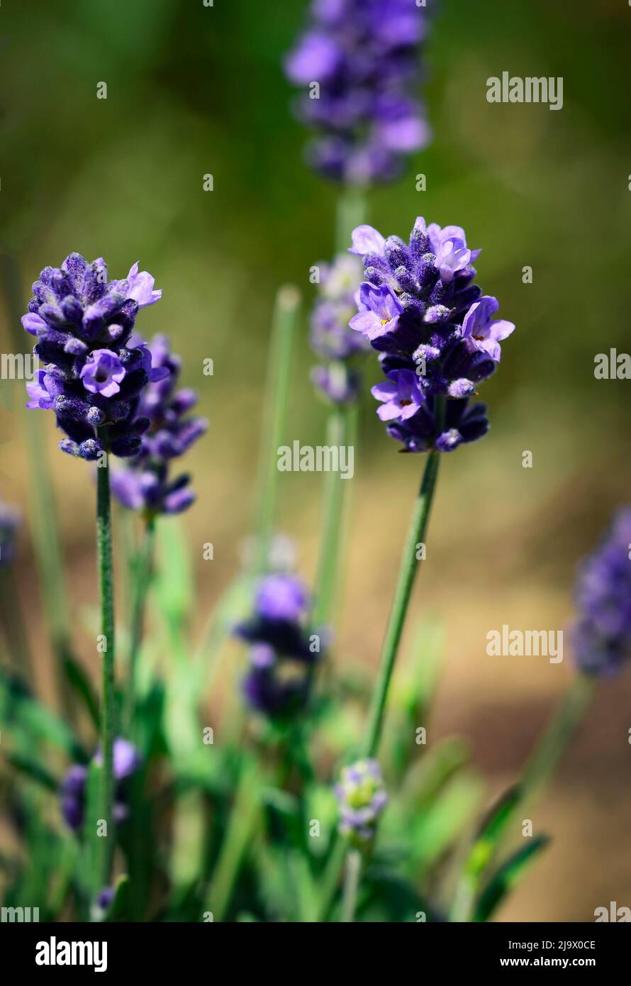 nature background seasonal Group of lavender flowers Stock Photo - Alamy