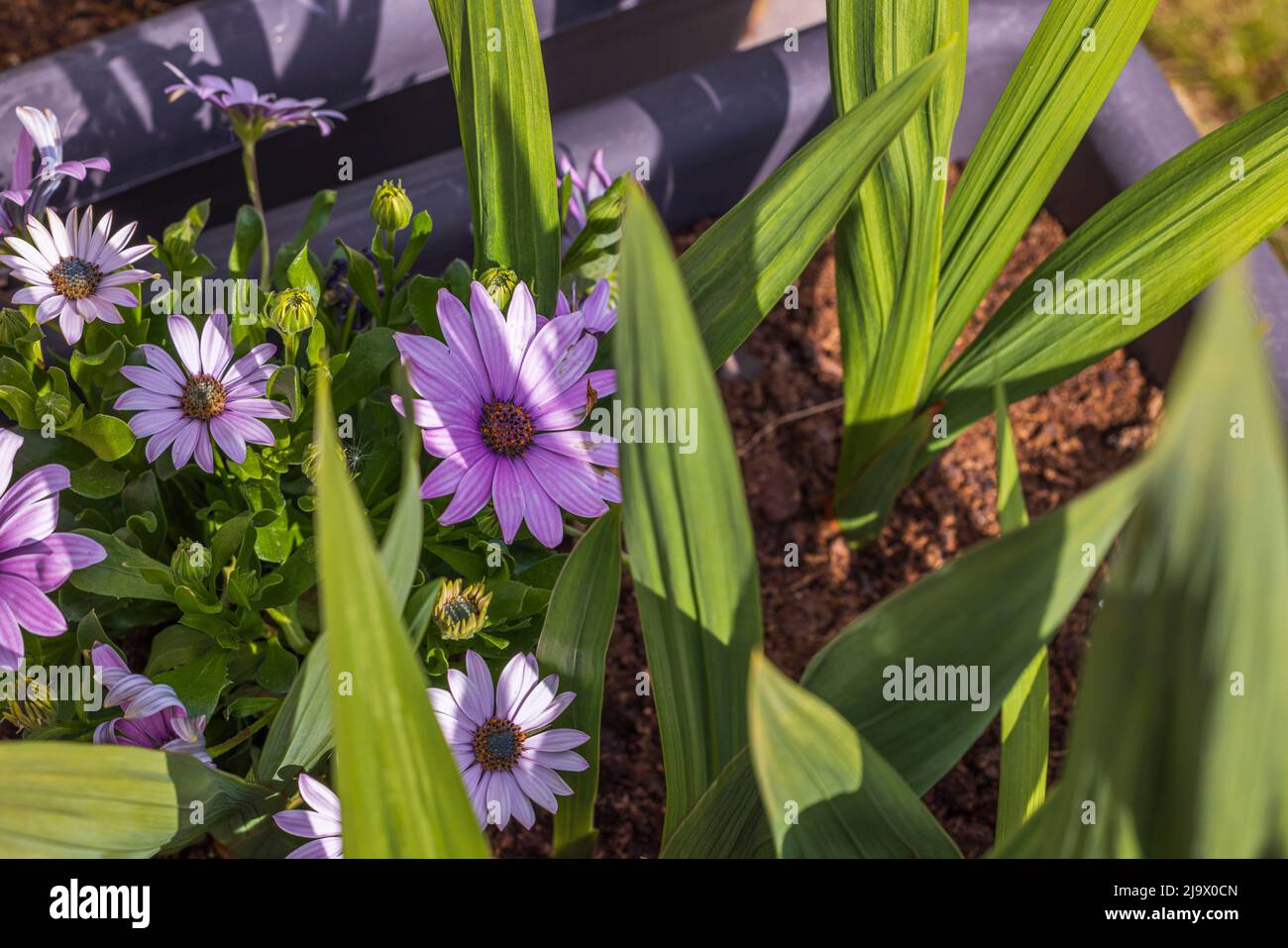 Gorgeous close up view of colorful African daisy flower. Beautiful ...