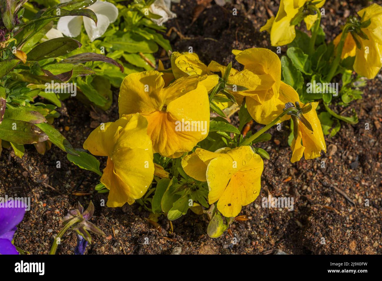 Beautiful view of yellow petunia flowers after rain with water drops ...