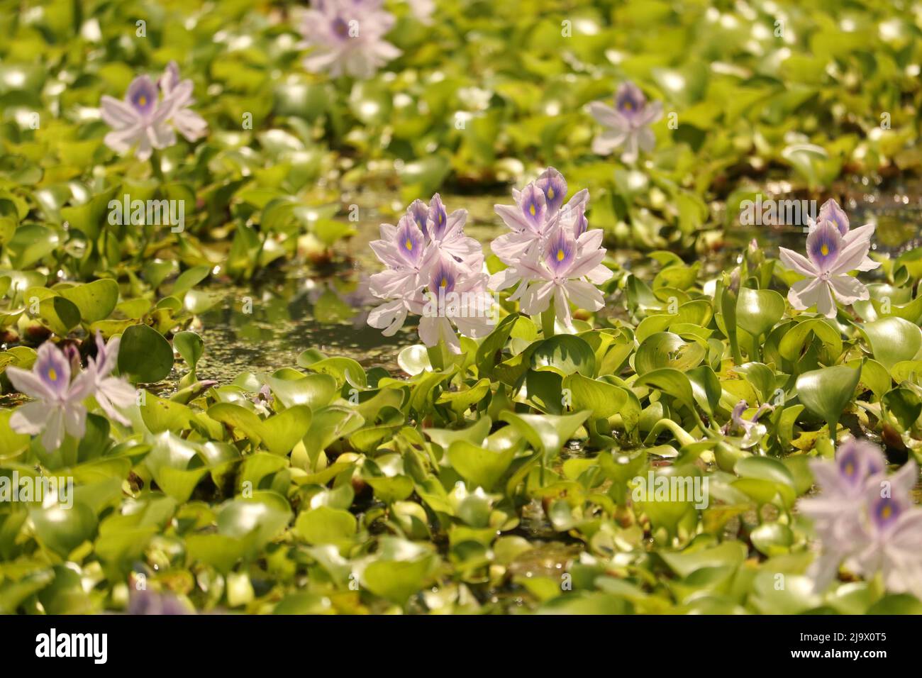 Water hyacinth flower hi-res stock photography and images - Alamy