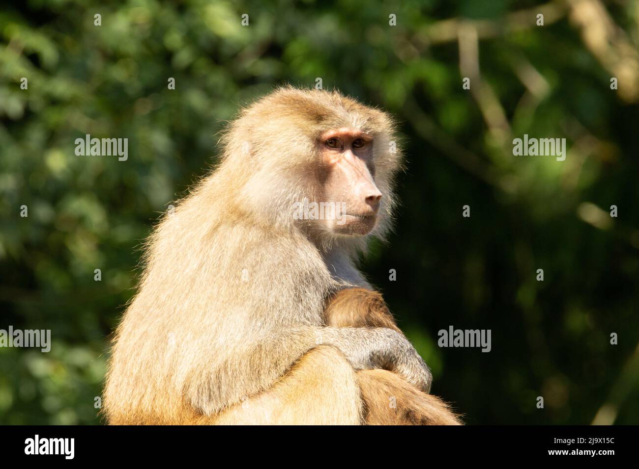 Hamadryas baboon (Papio hamadryas) an adult female Hamadryas baboon ...