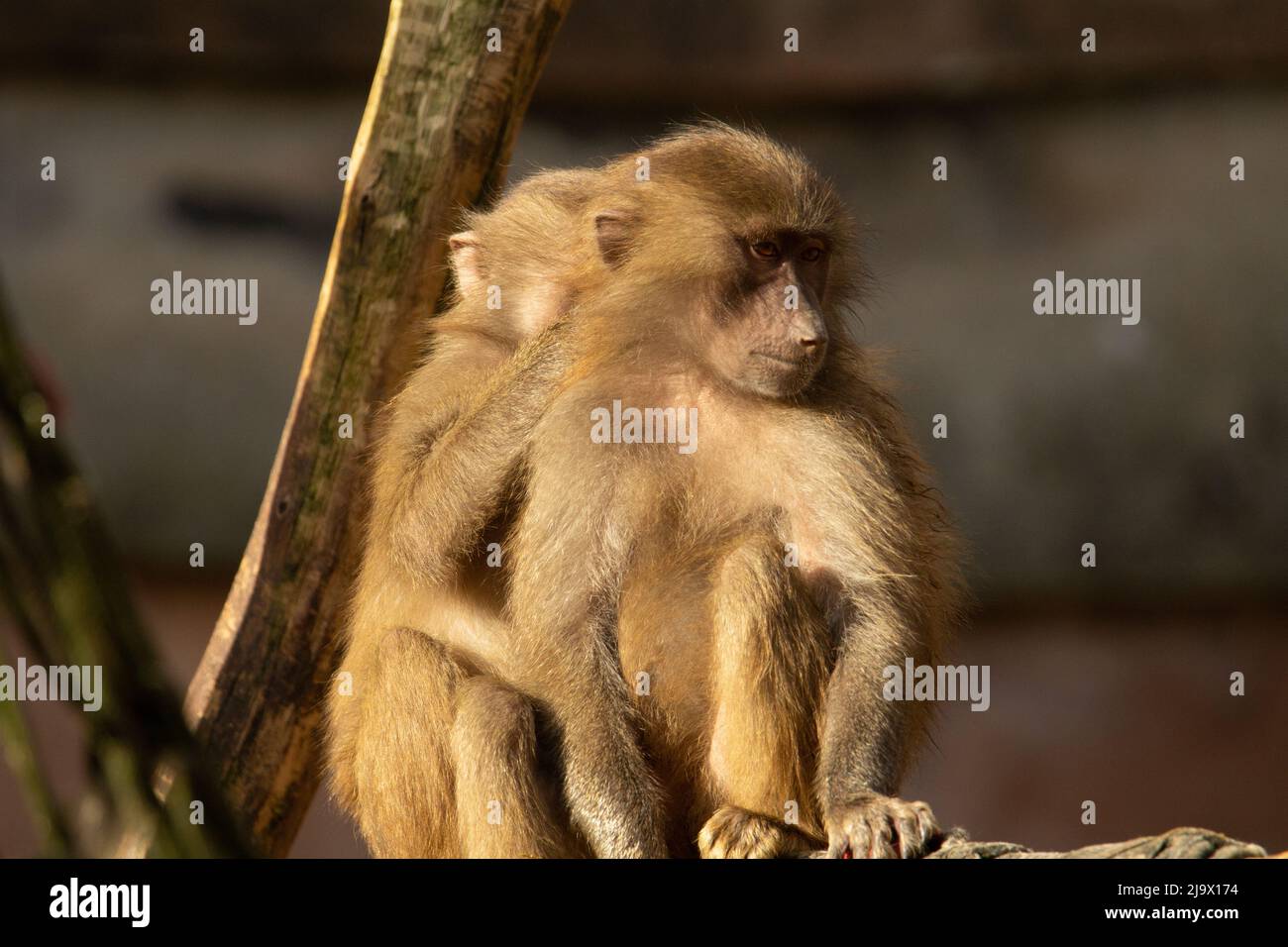 Hamadryas baboon (Papio hamadryas) female hamadryas baboon relaxing in ...
