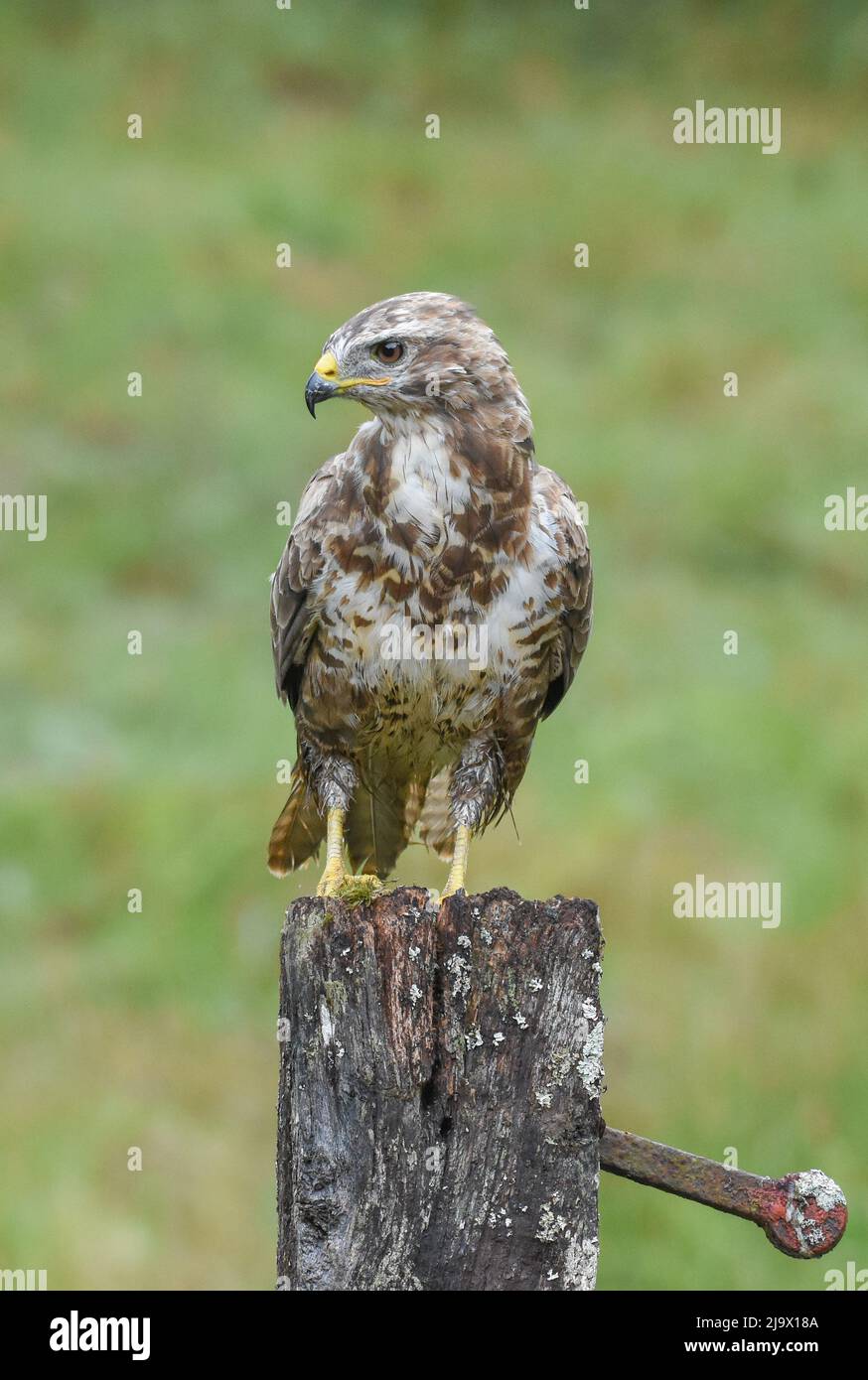 Buzzard on a fence post. Kirkcudbright, Scotland. Buteo Buteo Stock ...
