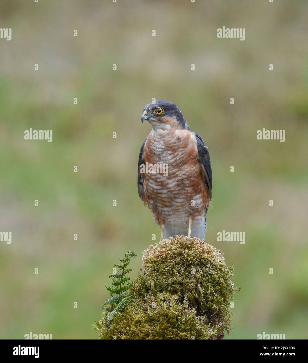 Male Sparrowhawk. Accipiter nisus. Kirkcudbright, Scotland Stock Photo ...