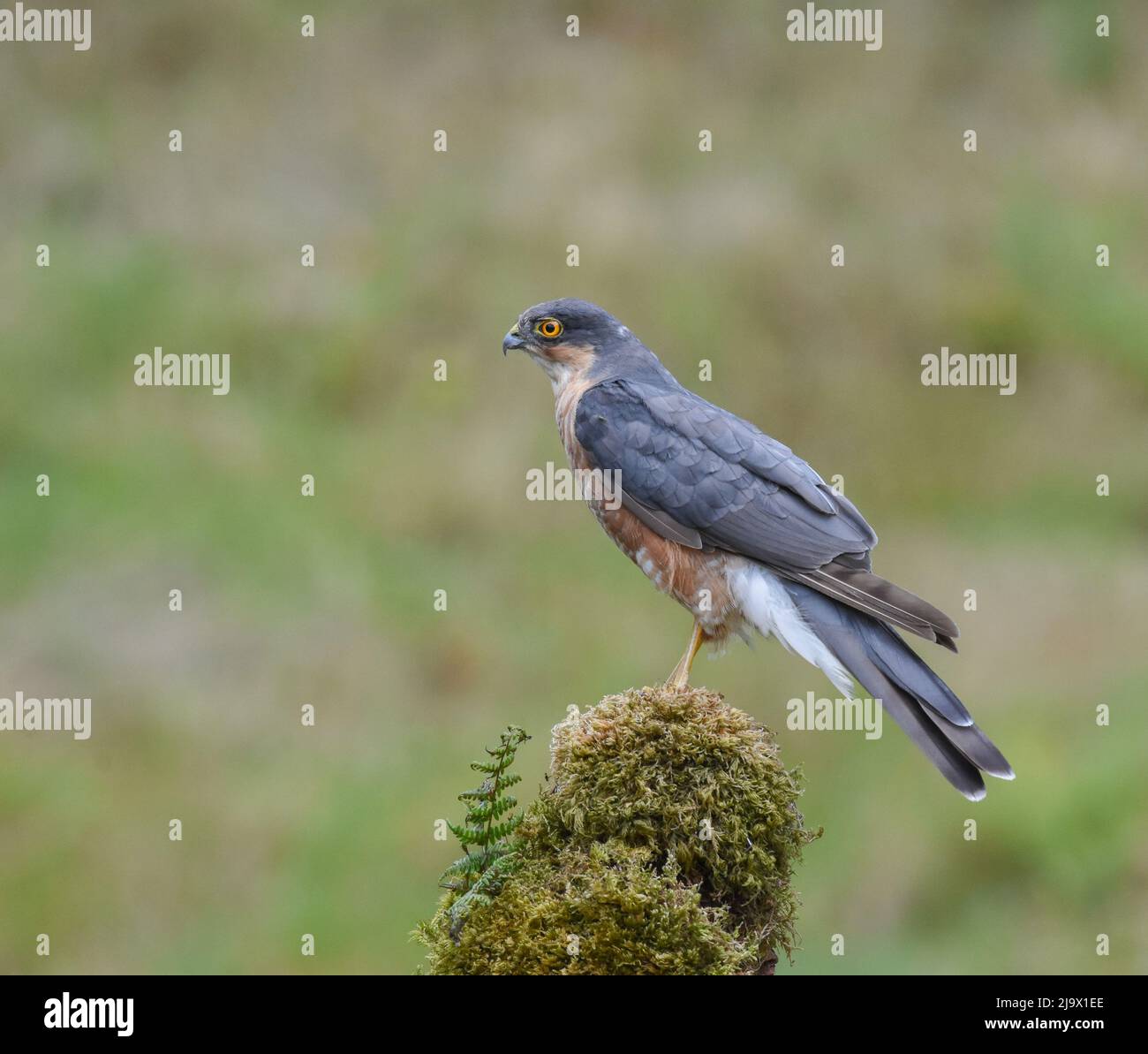 Male sparrowhawk hunting hi-res stock photography and images - Alamy