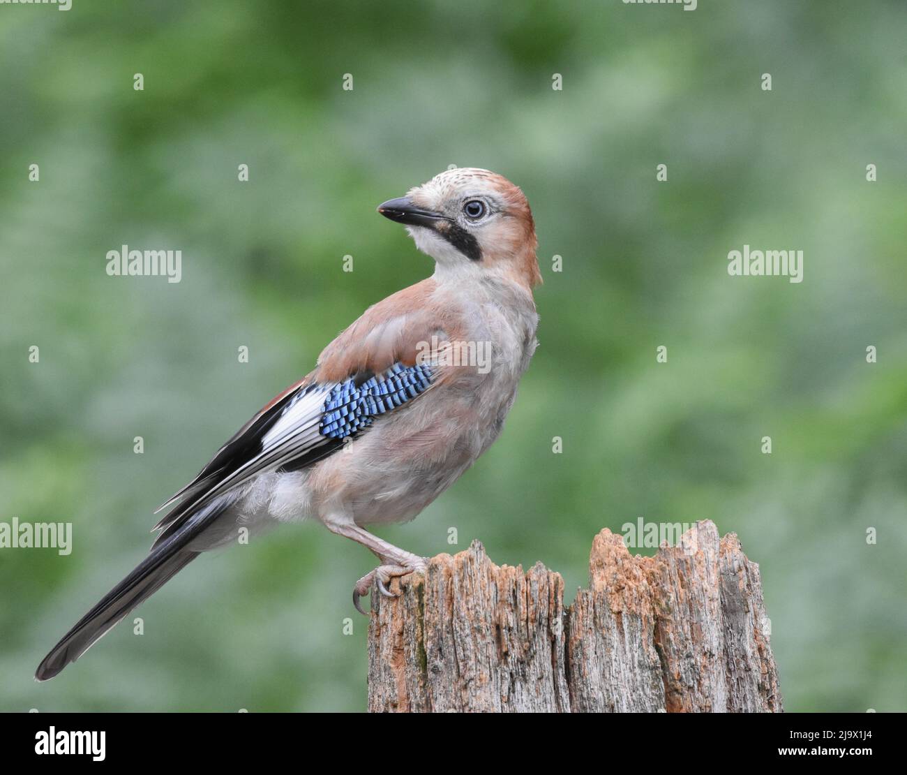 Eurasian Jay on a tree stump. Kirkcudbright, Scotland. Garrulus ...