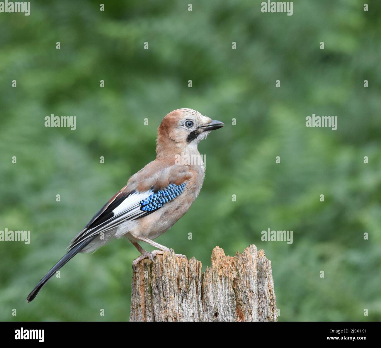 Eurasian Jay on a tree stump. Kirkcudbright, Scotland. Garrulus ...
