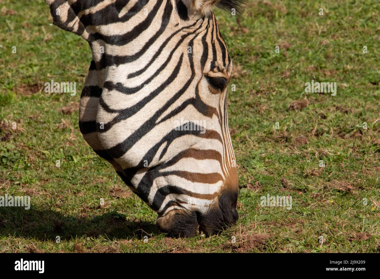 head of a Hartmann’s mountain zebra (Equus zebra hartmannae) grazing ...