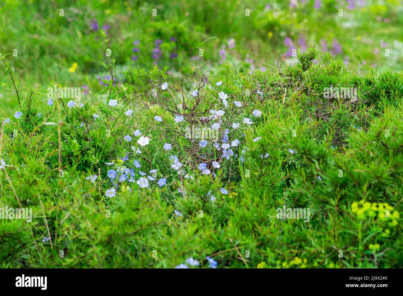 natural background - spring alpine meadow forbs with blue flowers of ...
