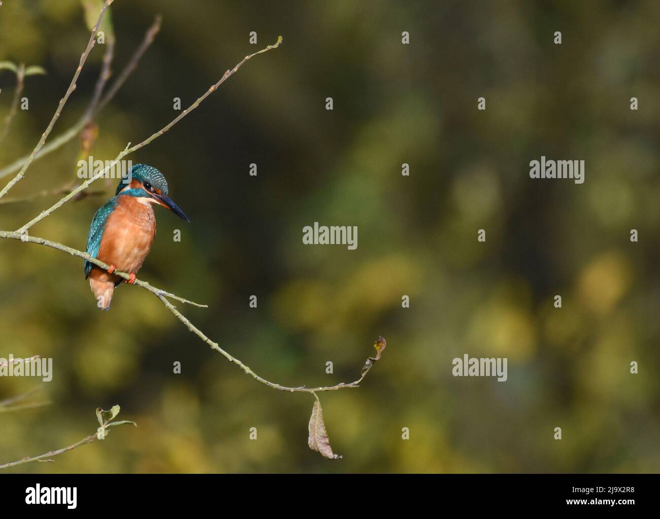 Female Kingfisher in tree. Tophill Low Nature Reserve. East Yorkshire ...