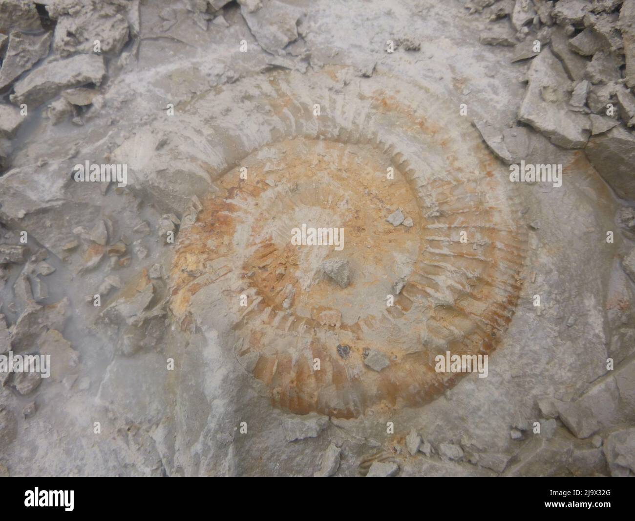 Ammonite from Drügendorf. Bavaria. Germany Stock Photo - Alamy