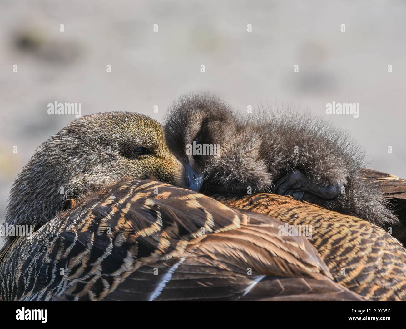 Mother and Chick - Eider Duck. Seahouses Northumberland. Somateria ...