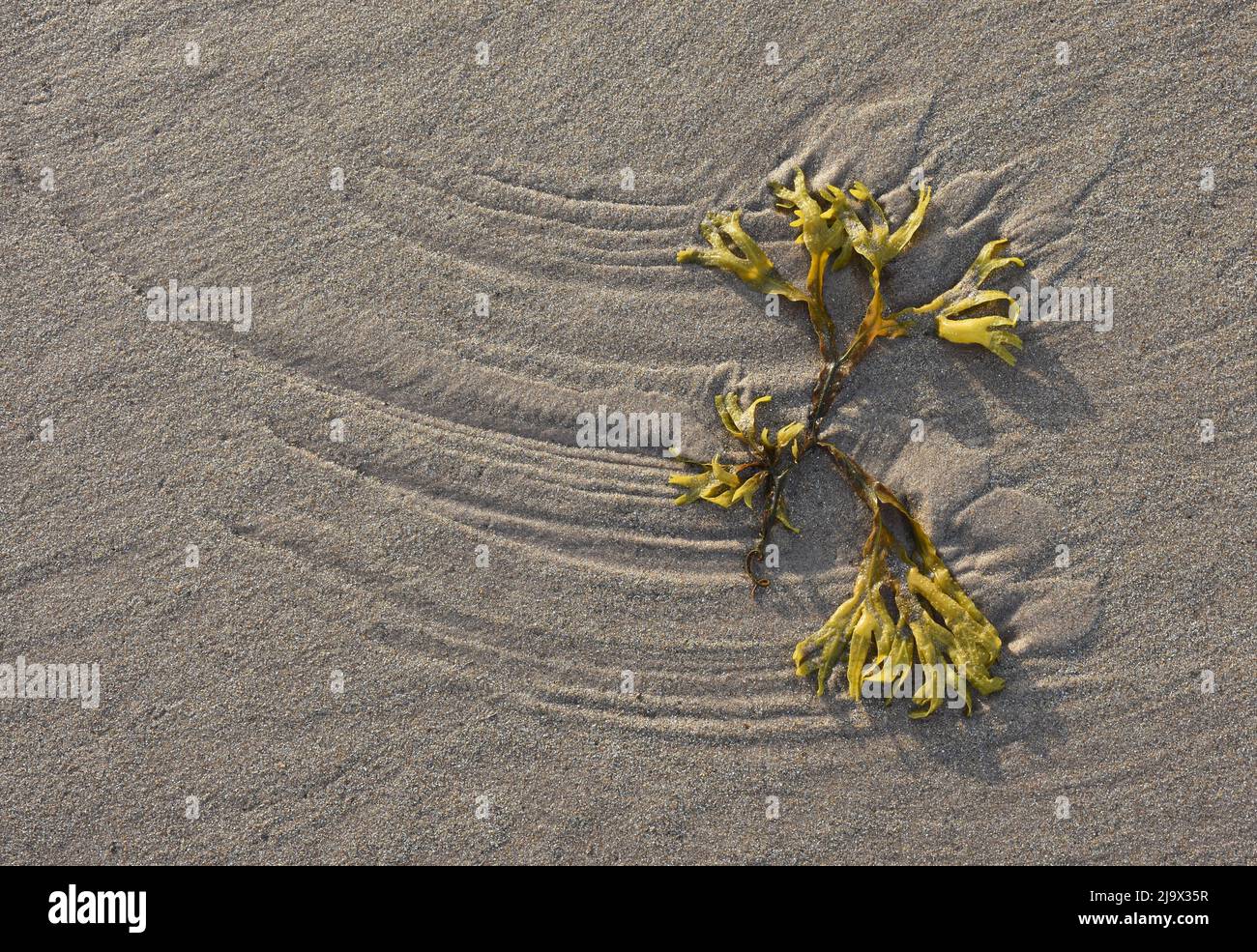 Abstract Seaweed. Bamburgh Beach. Northumberland Stock Photo - Alamy
