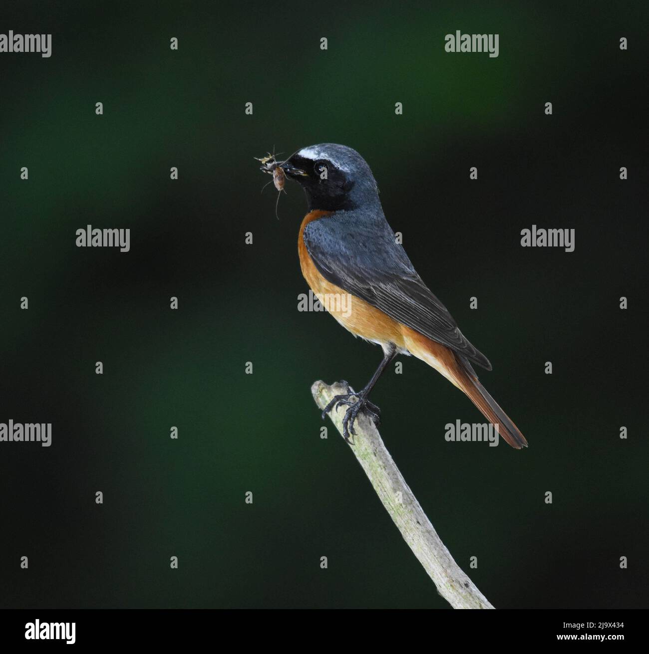 Common Redstart with insects in beak - Male. Phoenicurus phoenicurus ...