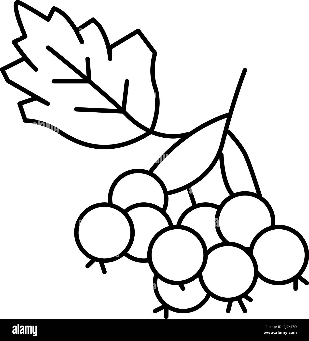 Hawthorn tree leaves Black and White Stock Photos & Images - Alamy