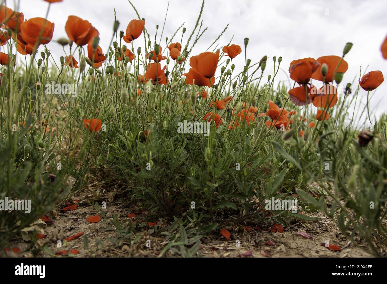 Wild red plants in nature, environment and life Stock Photo - Alamy