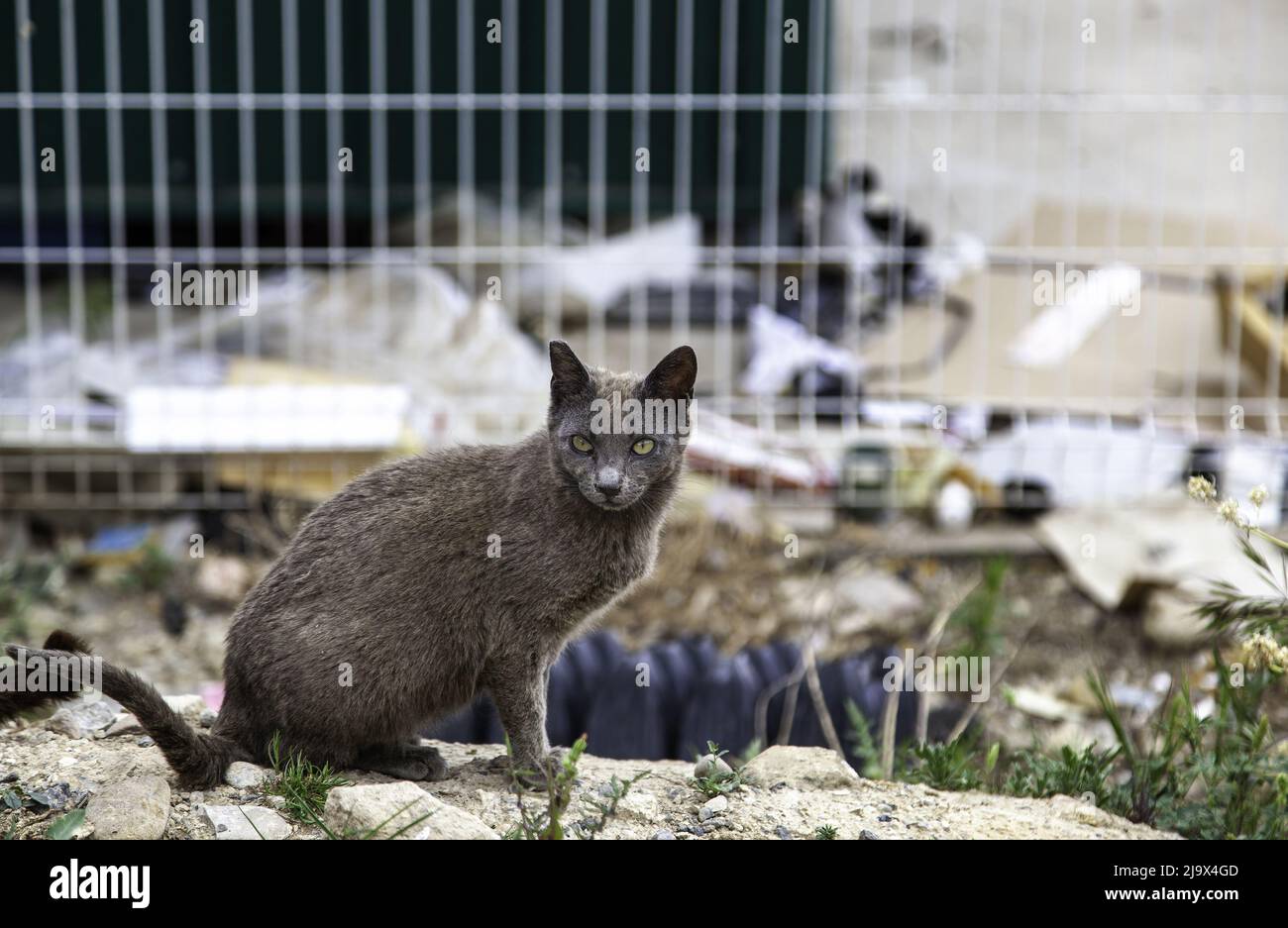 Homeless cat on street hi-res stock photography and images - Alamy
