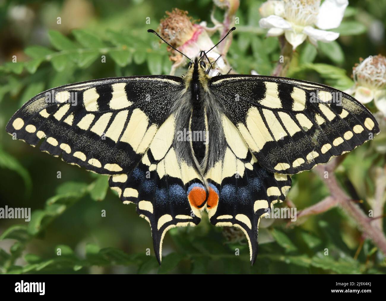 Swallowtail Butterfly Strumpshaw Fen, Norfolk. Papilio machaon ...