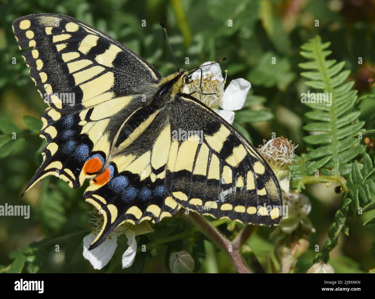 Strumpshaw hi-res stock photography and images - Alamy
