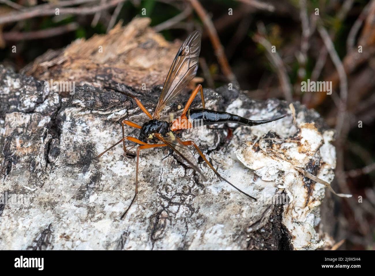 Ichneumon wasp, a solitary wasp species, UK, during May Stock Photo - Alamy