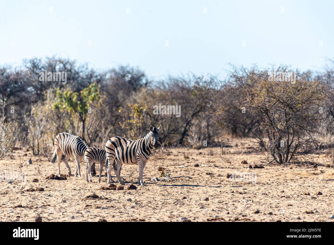 Two Burchell's Plains zebra -Equus quagga burchelli- walking on the ...