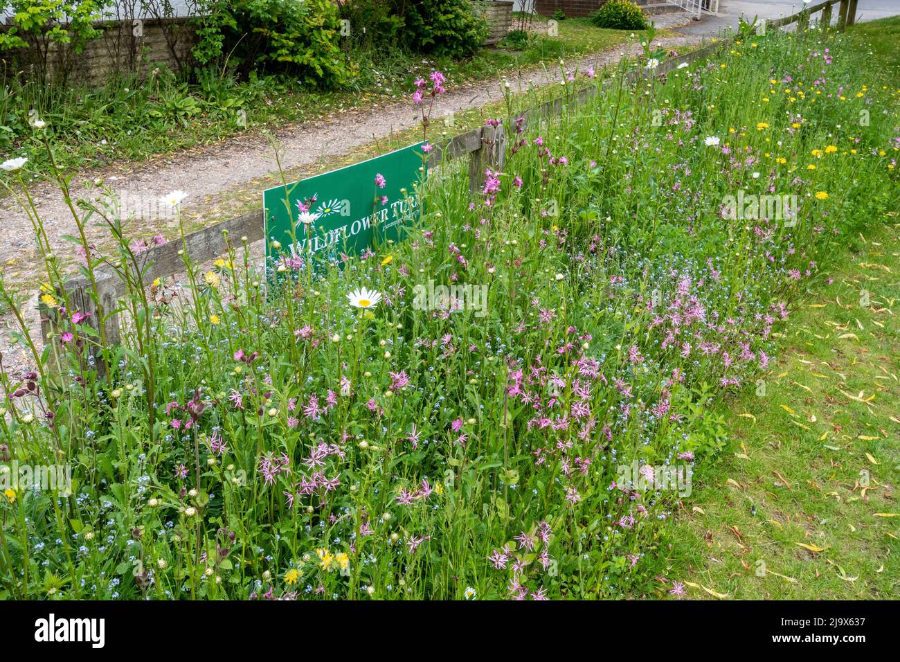 Wildflowers grown from Wildflower Turf in Oakley village, Hampshire ...