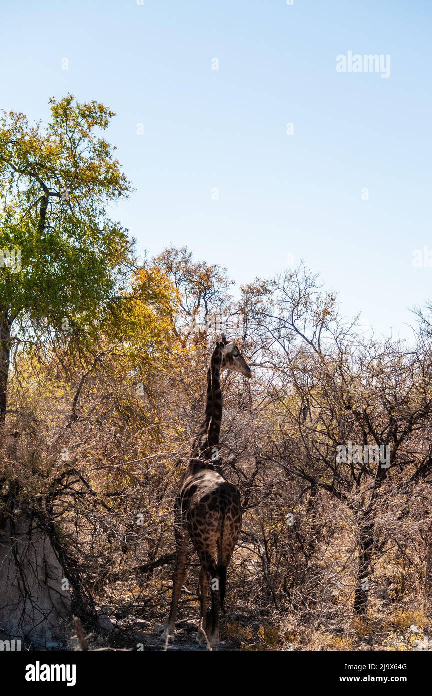 Closeup of the neck of an Angolan Giraffe - Giraffa giraffa angolensis ...