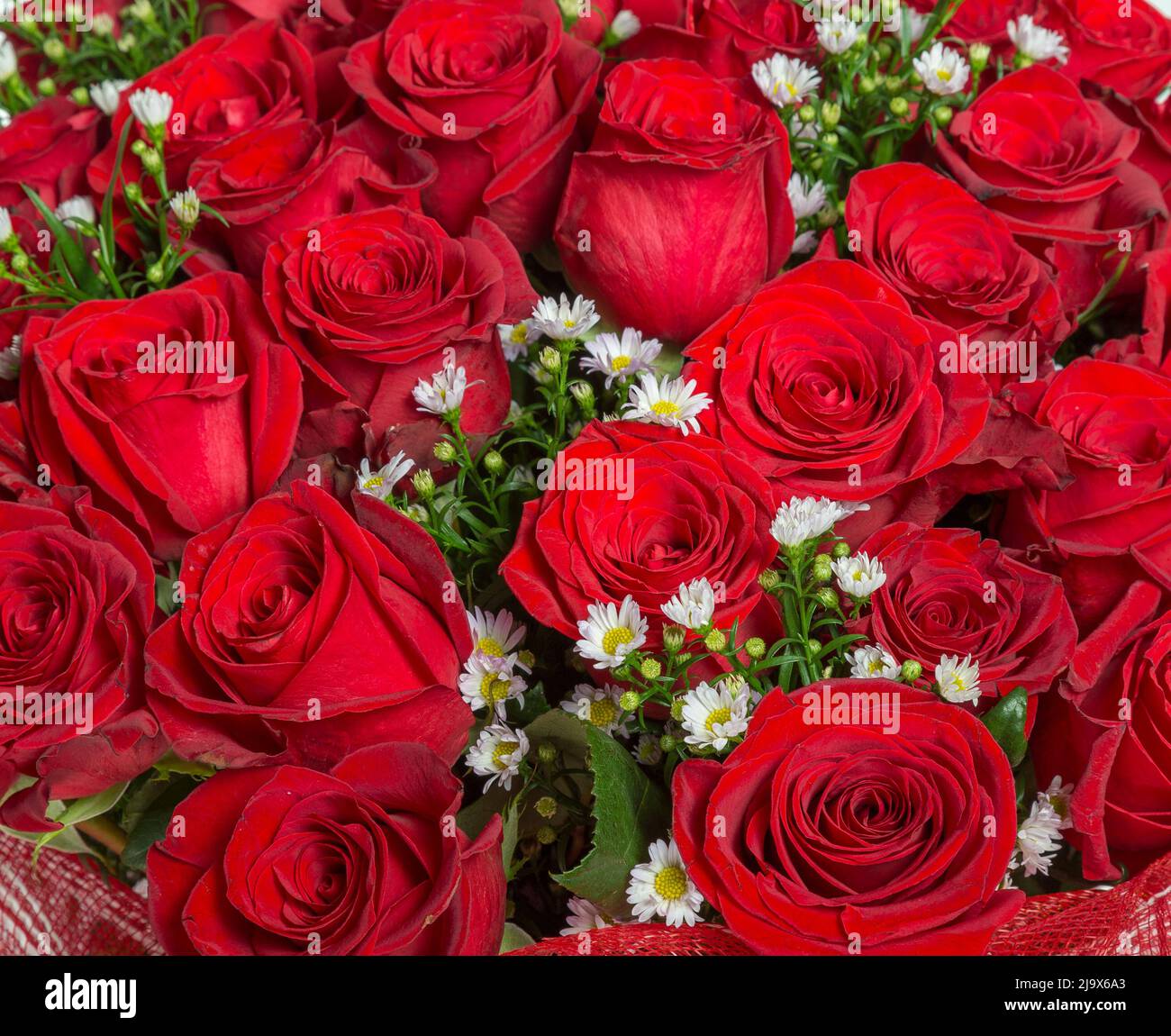 Many red roses hi-res stock photography and images - Alamy