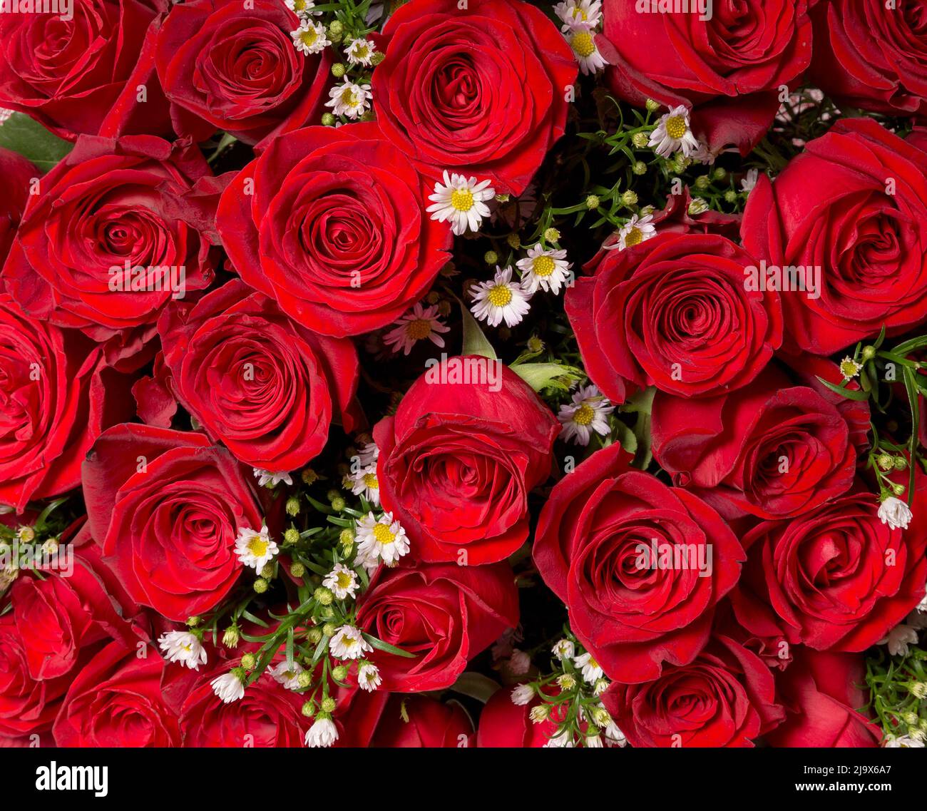 Natural red roses background texture Stock Photo - Alamy