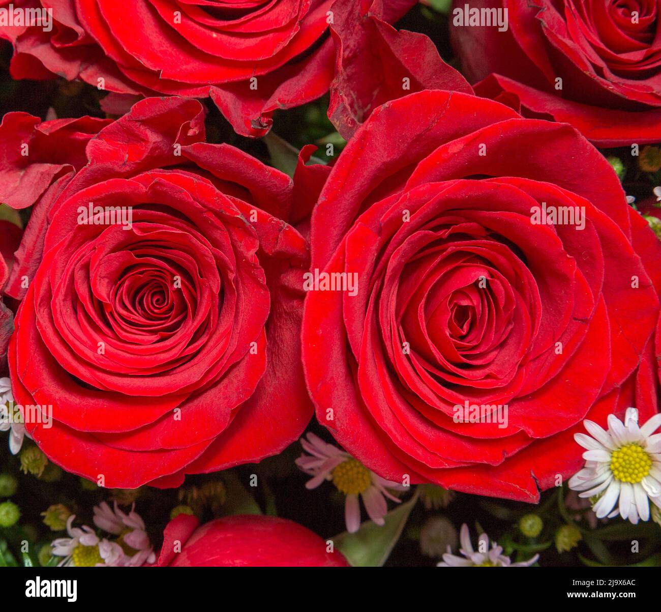 two red roses background pattern Stock Photo - Alamy