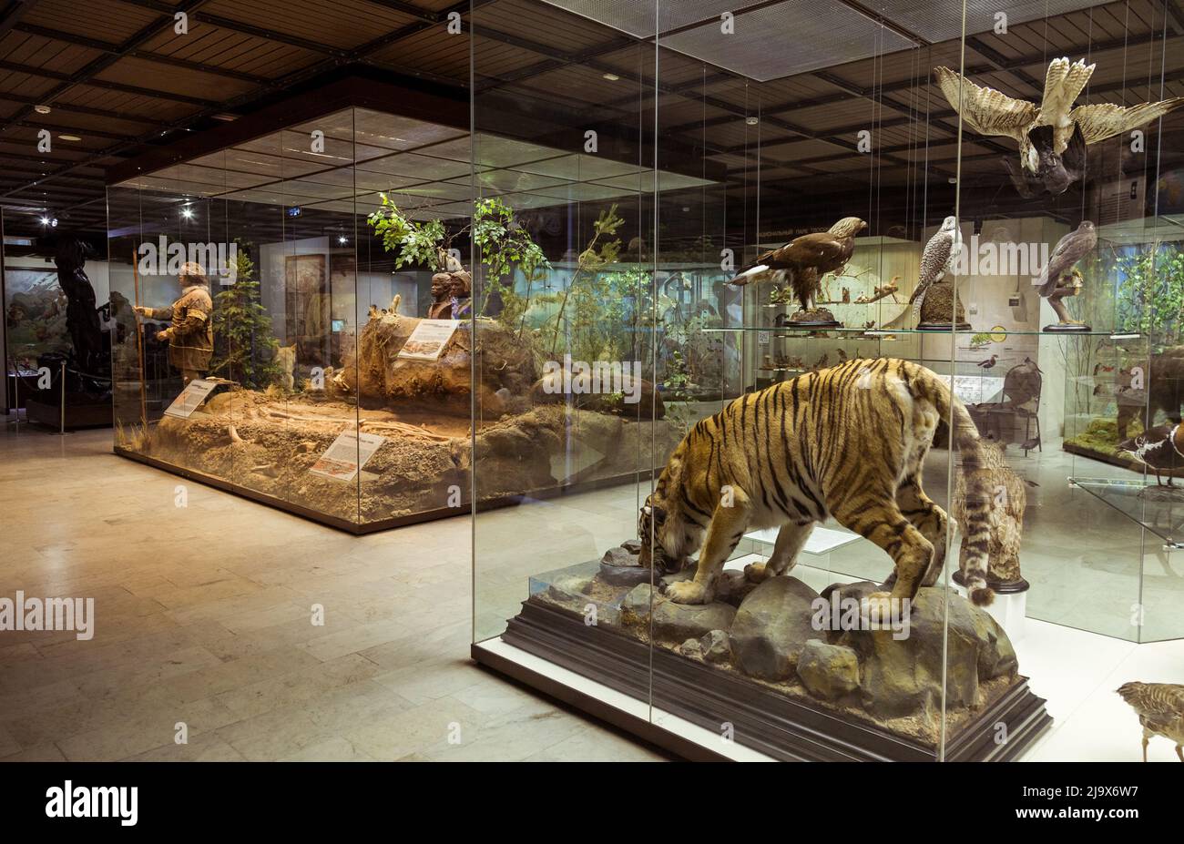 Human evolution gallery natural history hi-res stock photography and images - Alamy