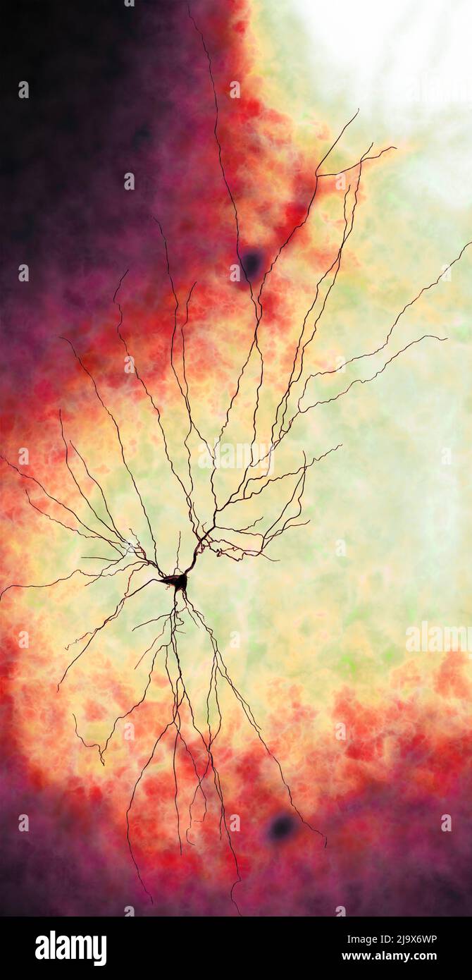 Synapse connections. Structure that permits a neuron (or nerve cell) to ...