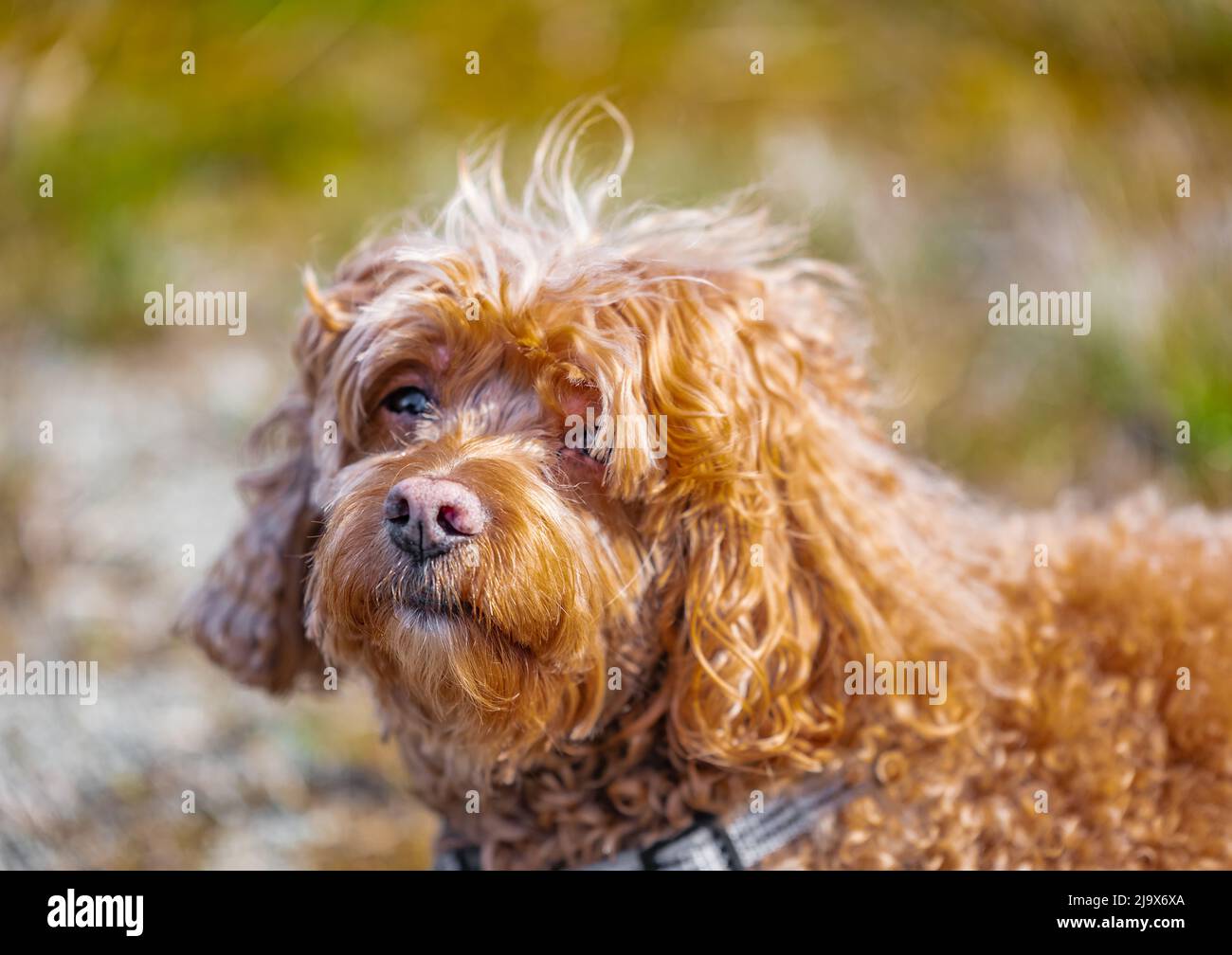 Cavapoo dog in the park, mixed, breed of Cavalier King Charles Spaniel ...