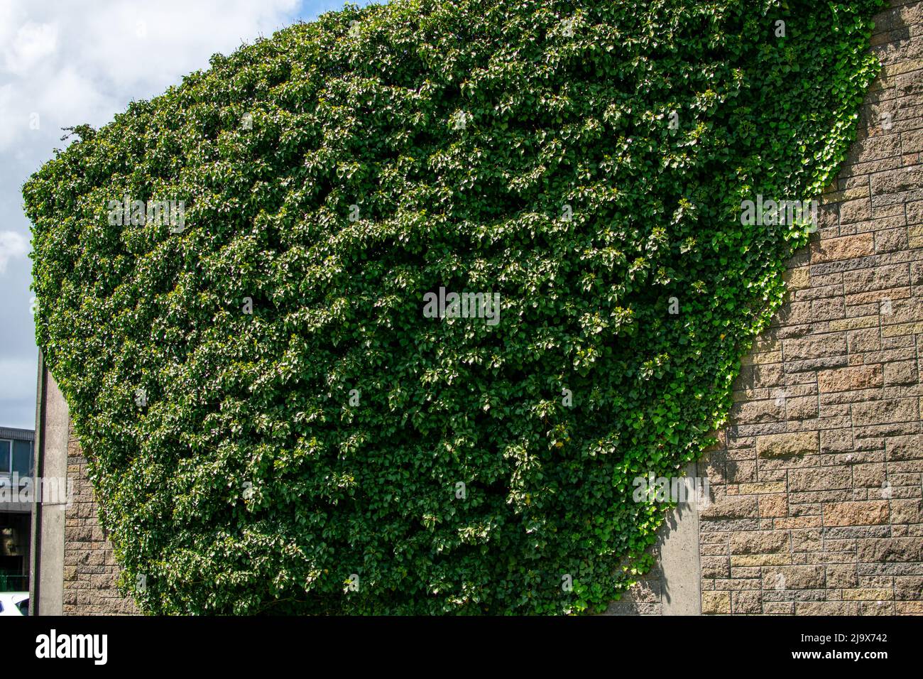 Plants on the building hi-res stock photography and images - Alamy