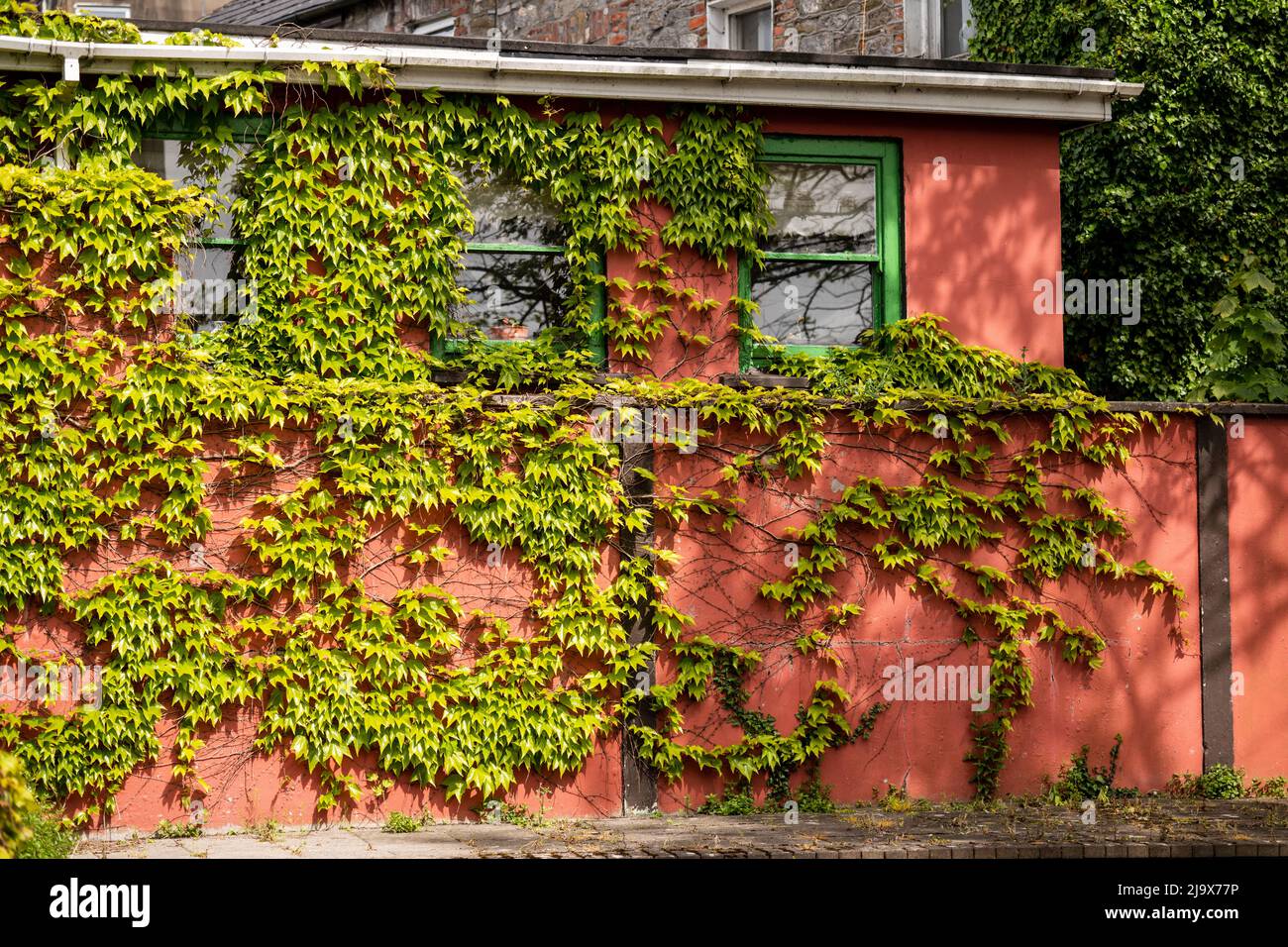 Green climbing plants on the building, wall, facade decoration Stock ...