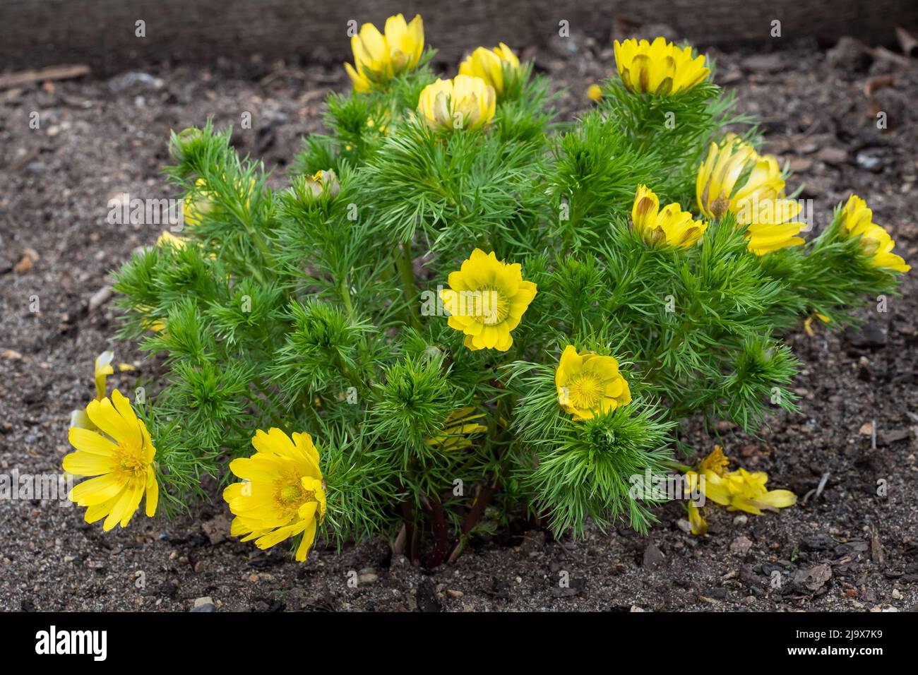 Adonis vernalis or spring pheasant's eye green plant with yellow ...