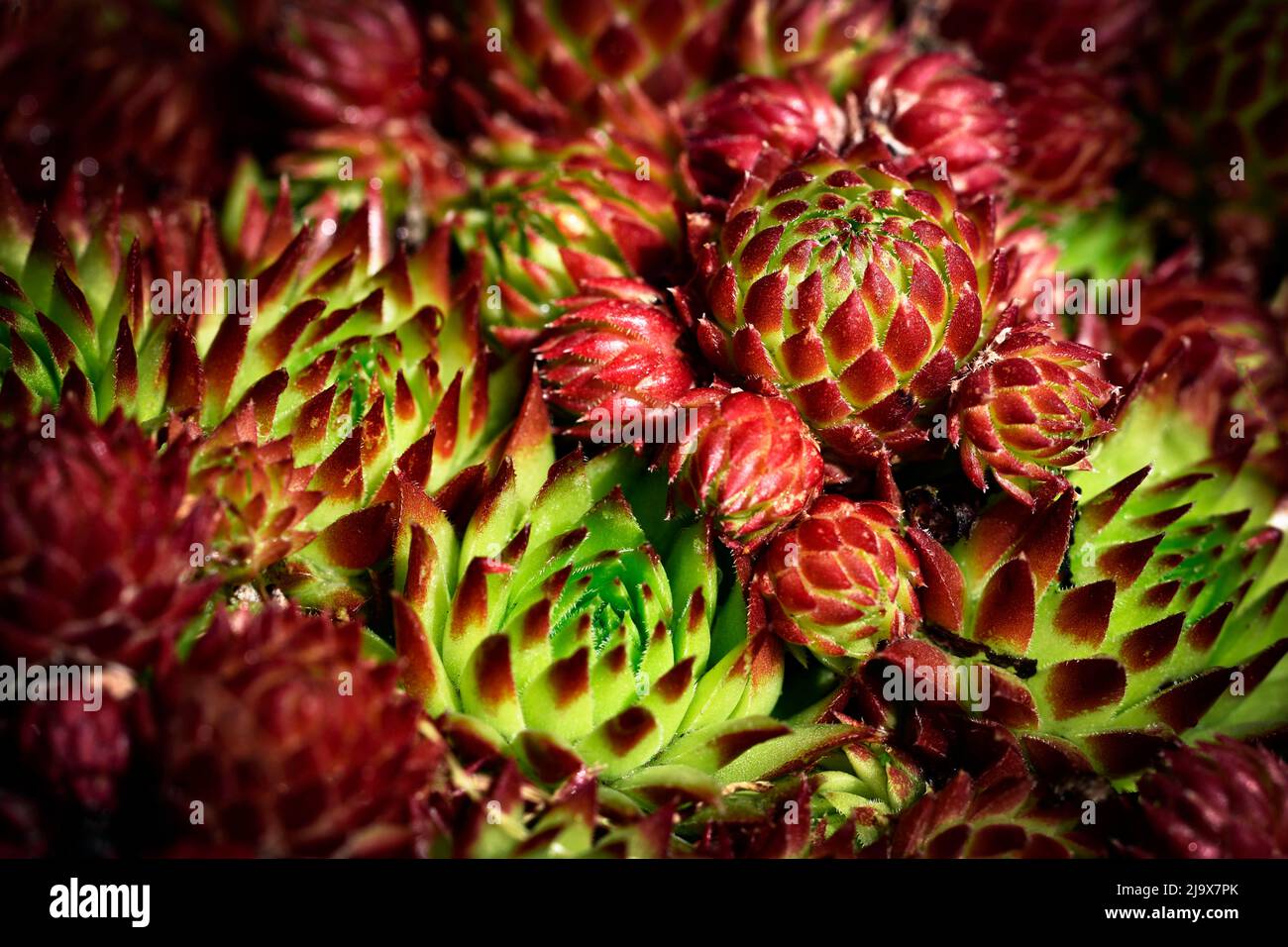 nature background rock rose flower detail Stock Photo - Alamy