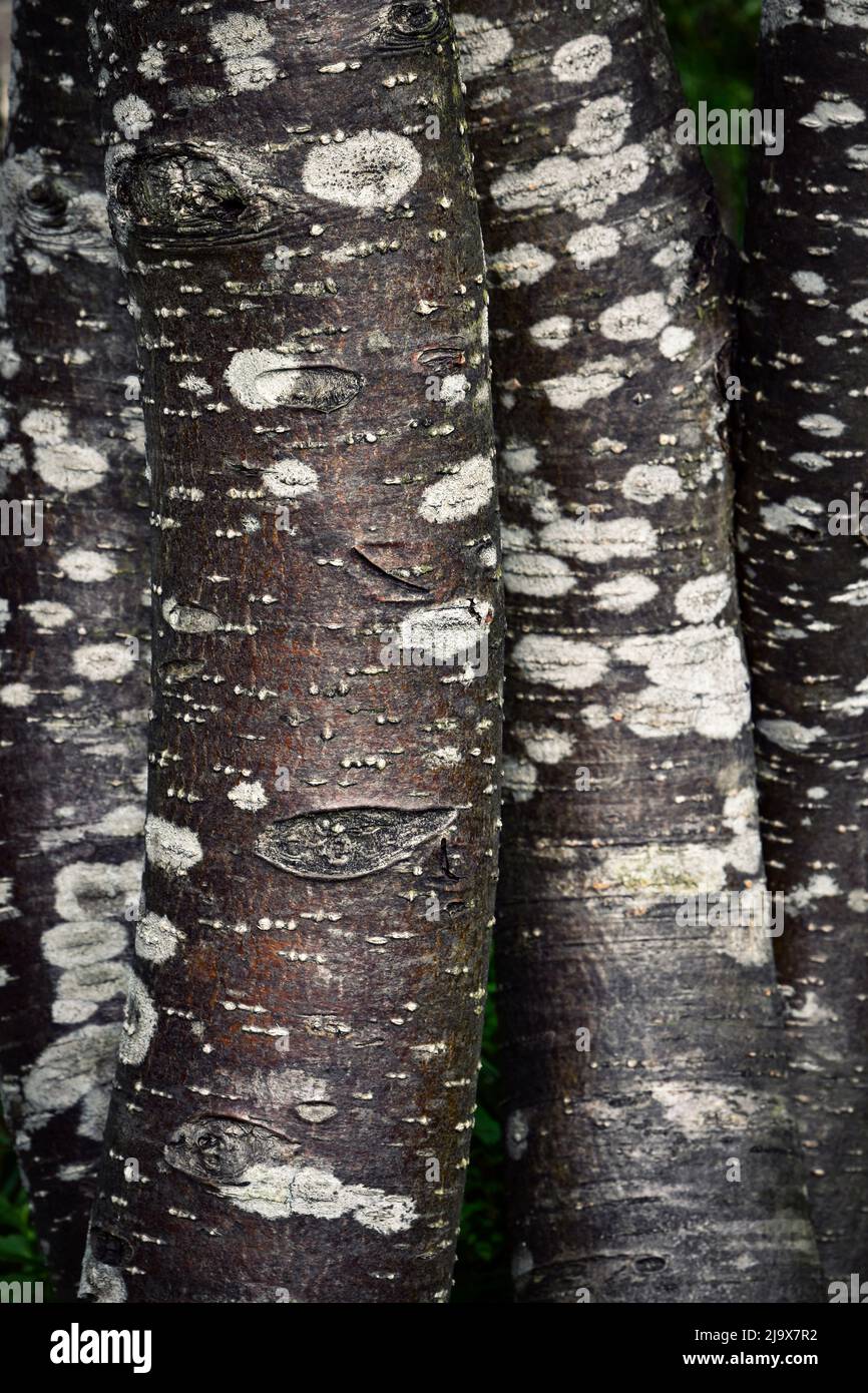 Trunks together hi-res stock photography and images - Alamy